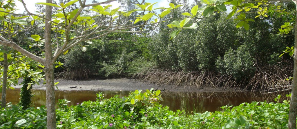 Cap Estérias | Le Gabon